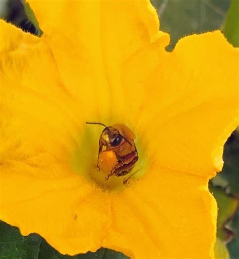 This Little Guy Was Chilling In A Pumpkin Flower Album On Imgur