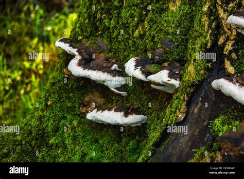 Bracket Fungi Growing On The Moss Covered Tree Trunk Of An Oak Tree In