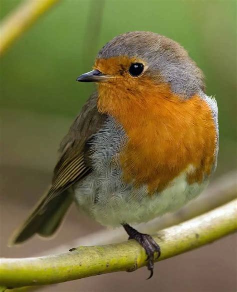 Discover Bird Symbolism A Full Guide To Spiritual Meanings