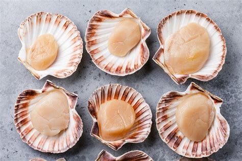 Raw Uncooked Queen Scallops In Shell Recipes Food Desserts