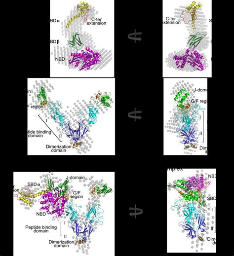 Saxs Analysis Of Pfhsp70 1 Pfhsp40 And Their Complex Superimposition