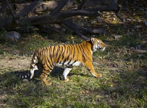 Tiger Subspecies Pictures National Geographic Animals National