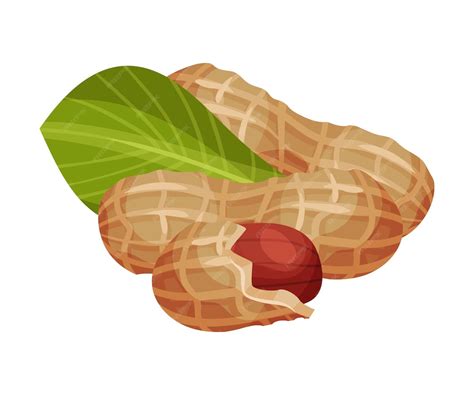 Premium Vector Peanut Kernel In Nutshell With Green Leaf Vector