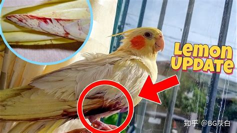 如何判断玄凤鹦鹉是不是弄断了血羽？ 知乎