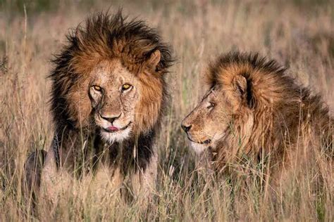 The Appearance And Features Of A Lion Agric4profits