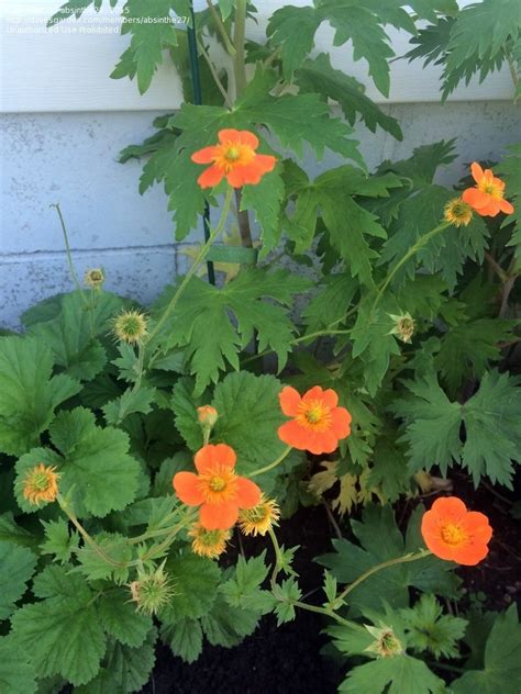 Plantfiles Pictures Avens Geum Queen Of Orange 1 By Absinthe27