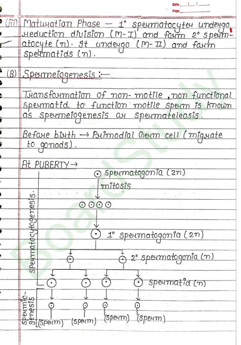 Ncert Class 12 Biology Human Reproduction Notes Handwritten Notes And Pdf Download