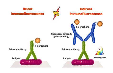 Difference Between Direct And Indirect Immunofluorescence Diffeology