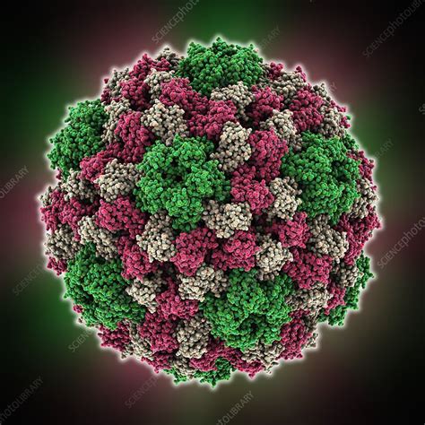 Cowpea Chlorotic Mottle Virus Capsid Stock Image C014 2844 Science Photo Library
