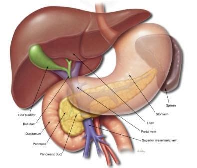 Liver Gallbladder Pancreas Stomach Spleen Anatomi Ve Fizyoloji Insan