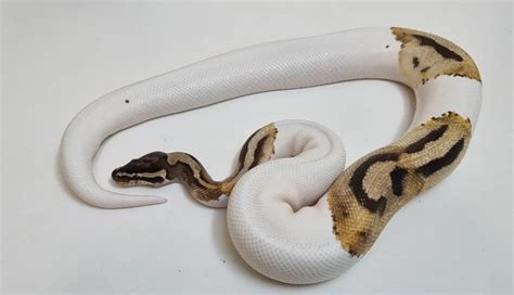 Pie Bald Python For Sale In Co Monaghan For €250 On Donedeal