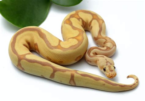 Enchi Clown Ball Python
