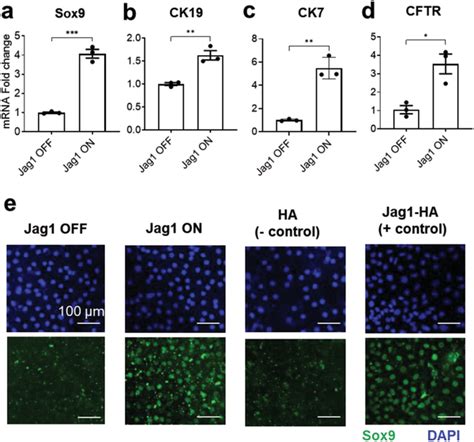 Control Of Cholangiocyte Differentiation Using Photochemically