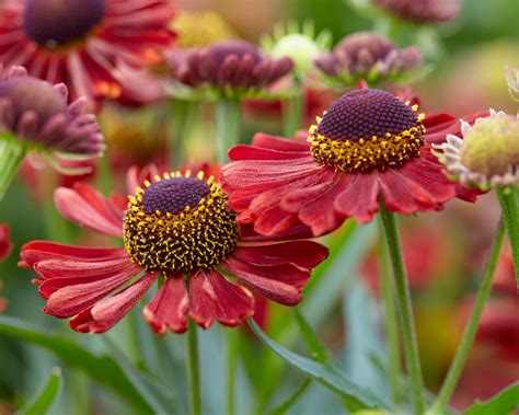 Helenium Autumnale Siesta Bare Roots — Buy Sneezeweed Online At
