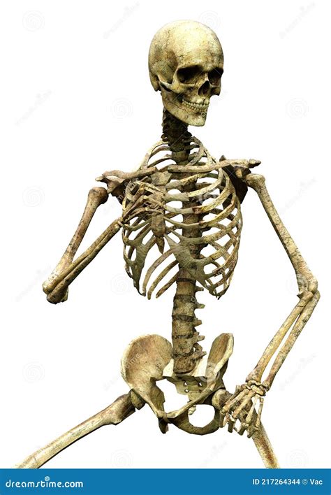 3d Rendering Human Skeleton On White Stock Illustration Illustration