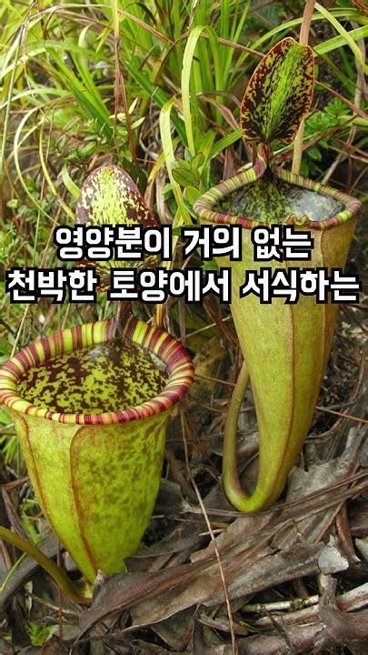 쥐까지 잡아먹는 무서운 육식 식물 Youtube
