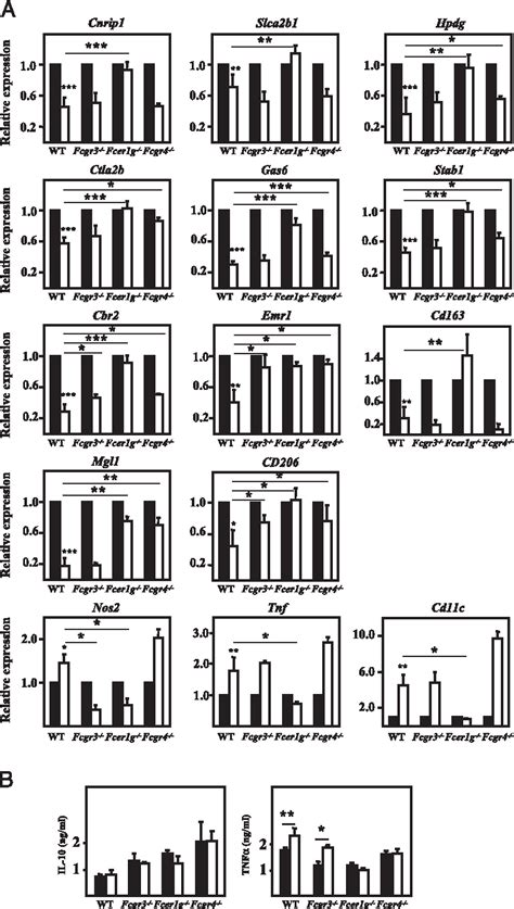 Figure 1 From This Information Is Current As Macrophage Polarization