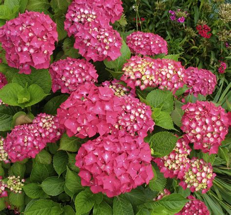 Twist And Shout Hydrangea Plant Care Plantly