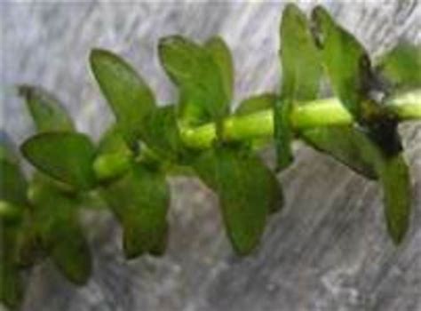 Photosynthesis Experiment In Elodea In Direct Light Distant Light And Dark HubPages