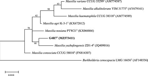 maximum likelihood phylogenetic tree based on 16s rrna gene sequences