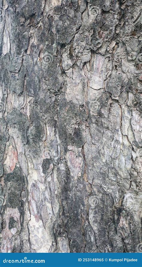 Texture Of Gray Tree Bark Stock Image Image Of Branch