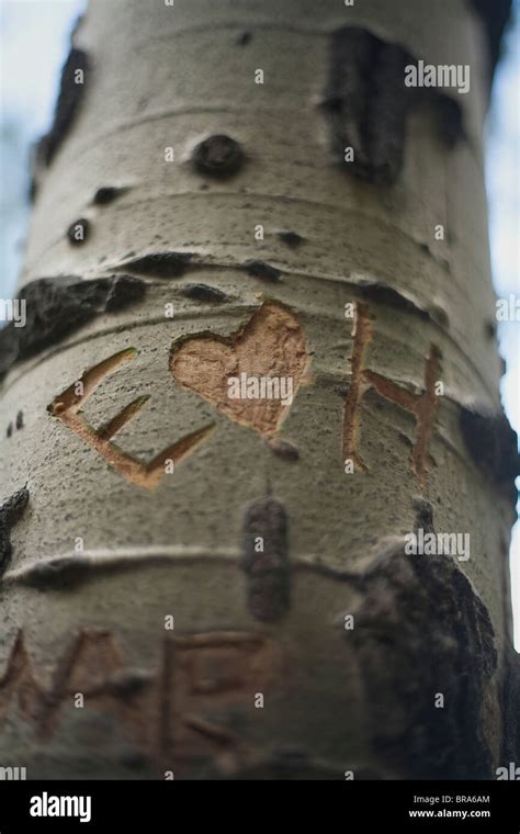 Tree With Carved Initials Hi Res Stock Photography And Images Alamy