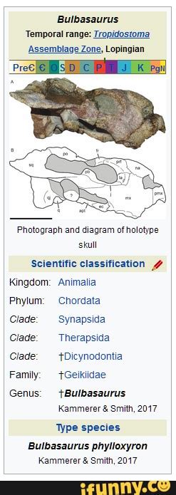 The Genus Is Named For Its Bulbous Nasal Protuberance Phylloxyron Is