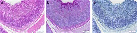 Photomicrograph Of Fundic Mucosa From Normal Rats Stained With Hande A