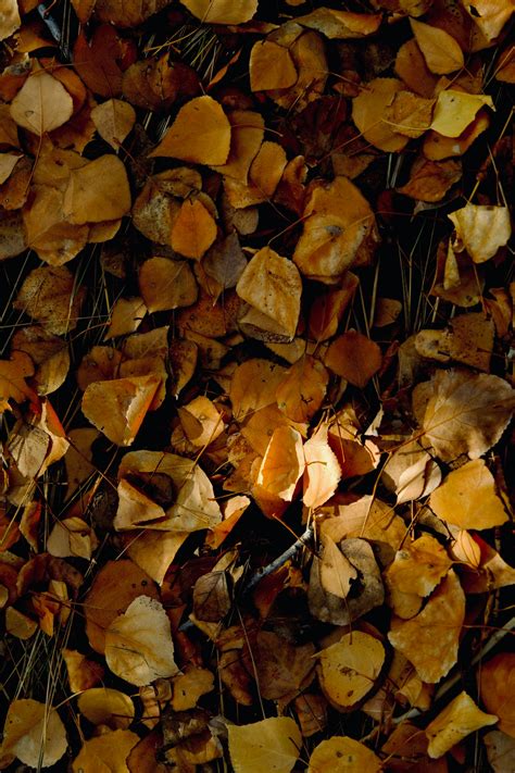 Cutebowbackground Photos Download The Best Free Cutebowbackground