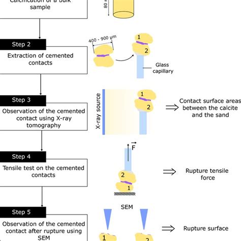 main steps of the adopted experimental approach download scientific