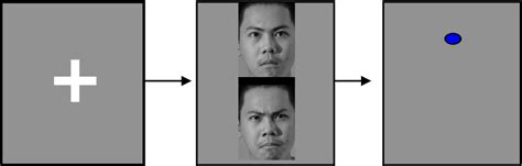 Figure 1 From Attentional Biases For Emotional Faces In Trait Anxious Participants The Effect