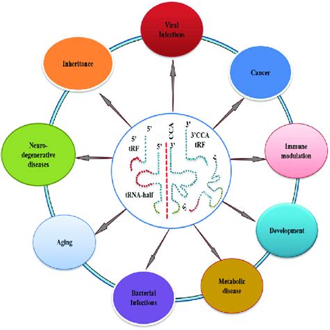 Schematic Representation Of Roles Of TRNA Derived RNA Fragments In Download Scientific Diagram