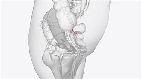 Premium Photo The Appendix Is A Small Pouch Attached To The End Of The Large Intestine