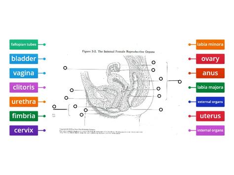 Female Reproductive System Labeling Diagrama Con Etiquetas