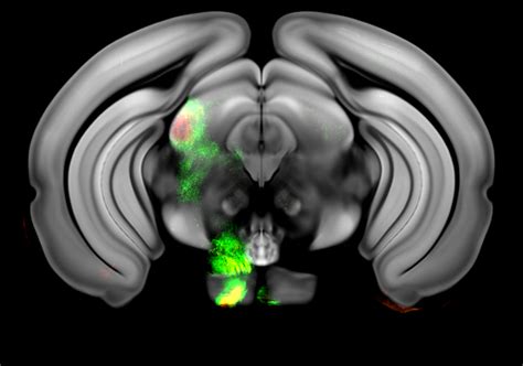 Superior Colliculus Cell Types Bidirectionally Modulate Choice Activity