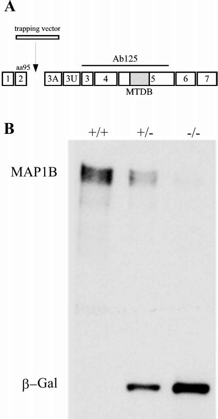 A Structure Of Map1b Gene Seven Coding Exons 1 7 And Two Noncoding