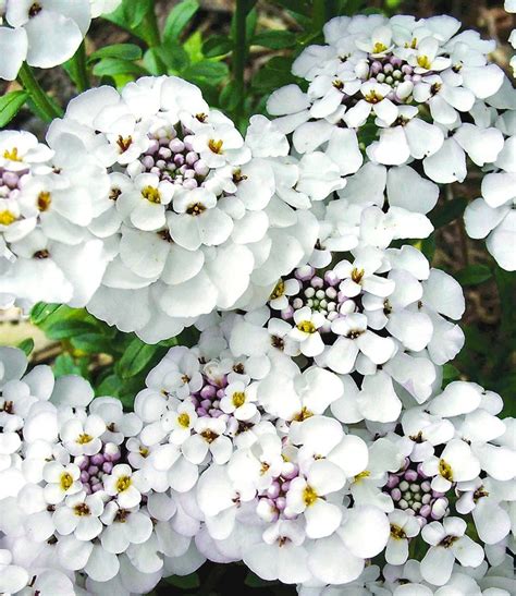 Iberis 'Masterpiece®' - 3 Pflanzen | Garten, Blühende pflanzen ...