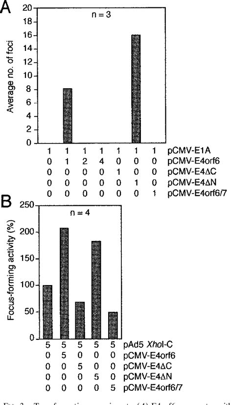 Figure 3 From The Adenovirus E4orf6 Protein Can Promote E1a E1b Induced