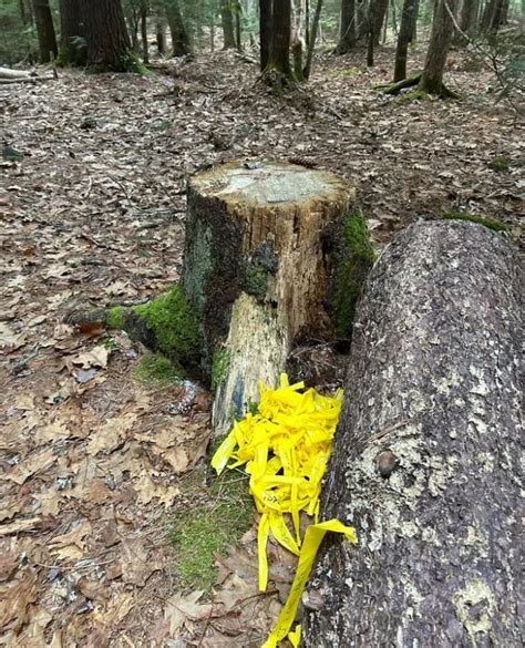 Flagging Removed From Tree Research Project In Bridgewater Acadia Broadcasting