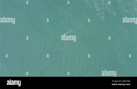 Silver Eel Stock Videos And Footage Hd And 4k Video Clips Alamy