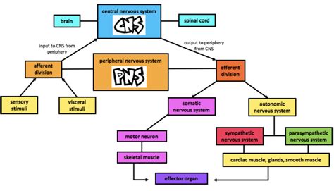 18 Agents And Actions Of The Autonomic Nervous System Principles Of