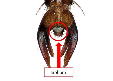 About The Bee Keys Exotic Bee Id