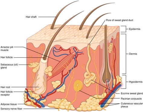 Structure Of The Skin And Subcutaneous Tissue Diagram Layers