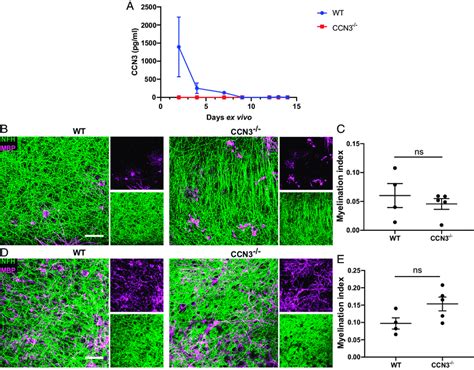 Ccn3 Is Not Required For Myelination Ex Vivo A Ccn3 Protein Download Scientific Diagram