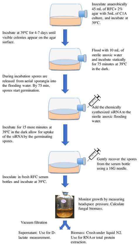 Development Of An RNA Interference RNAi Gene Knockdown Protocol In The Anaerobic Gut Fungus