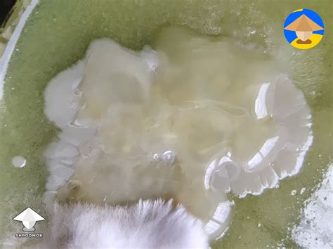 What Type Of Contamination Is This On My Agar Plate