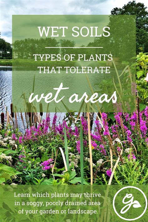 Trees Plants For Wet Areas Artofit