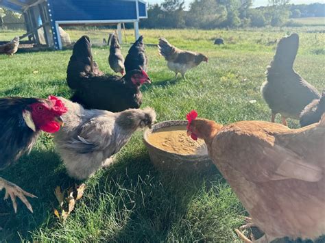 Understanding Bird Flu In Chickens Symptoms And Prevention City Life