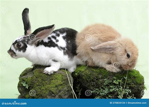Une Paire De Lapins Mangeait Des Feuilles De Kale Sur Une Roche