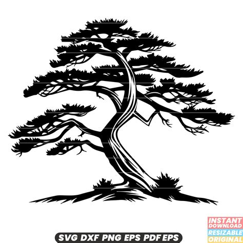 Cedar Tree Evergreen Coniferous Aromatic Timber Forest Nature Woodland